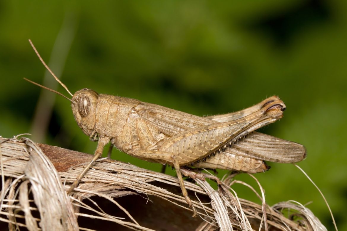 Locust Swarm Egypt and Fly into Israel: Biblical Proportion? - Greg ...